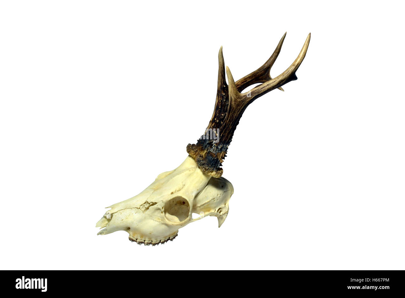 Fawn skull hi-res stock photography and images - Alamy