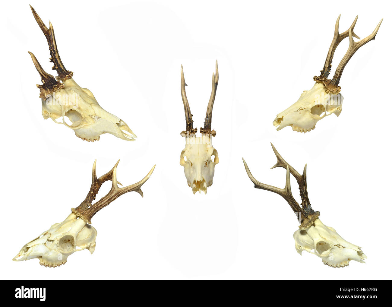 Fawn skull hi-res stock photography and images - Alamy