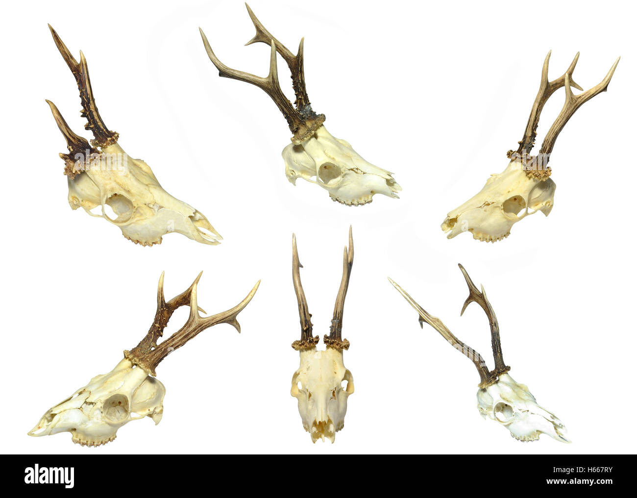 Deer fawn skull hi-res stock photography and images - Alamy