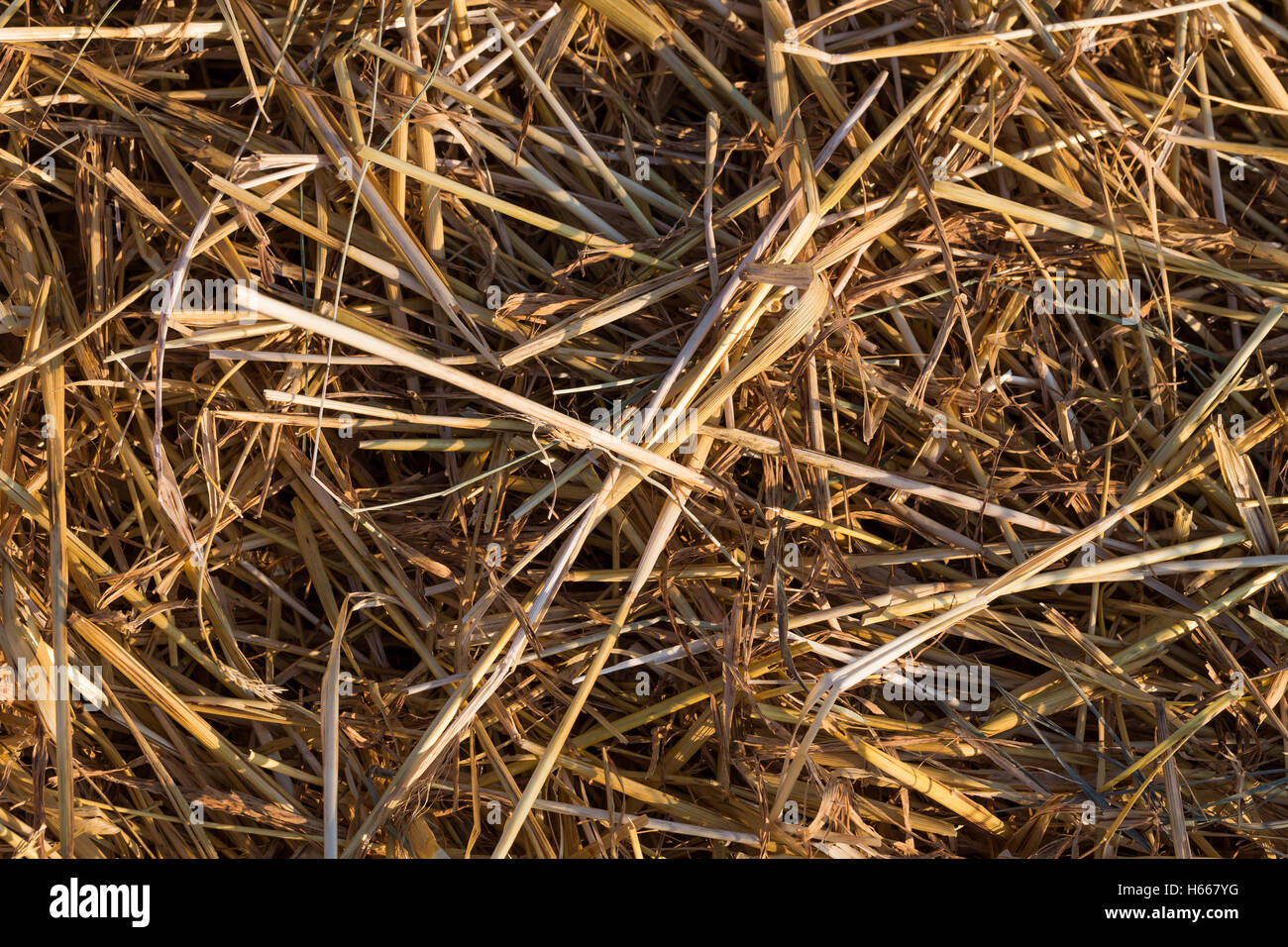 Straw farmland summer fields as a background Stock Photo - Alamy