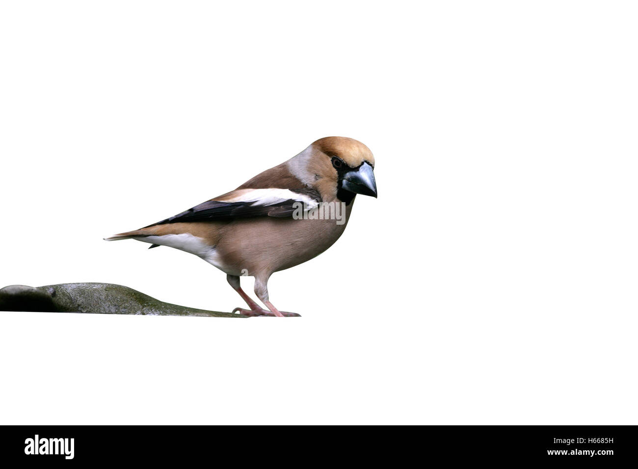 Hawfinch female hi-res stock photography and images - Alamy