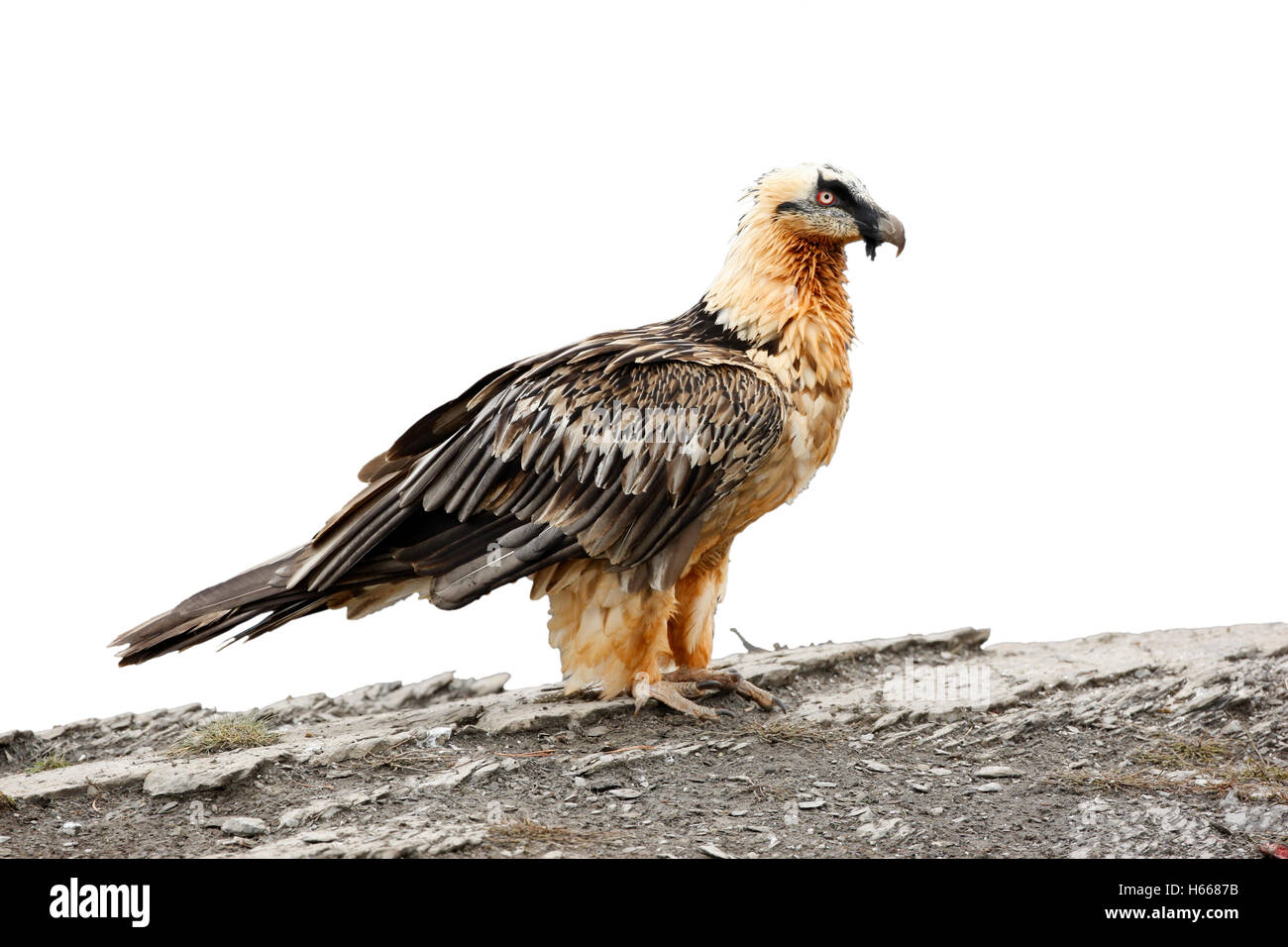 Vulture mountain hi-res stock photography and images - Alamy