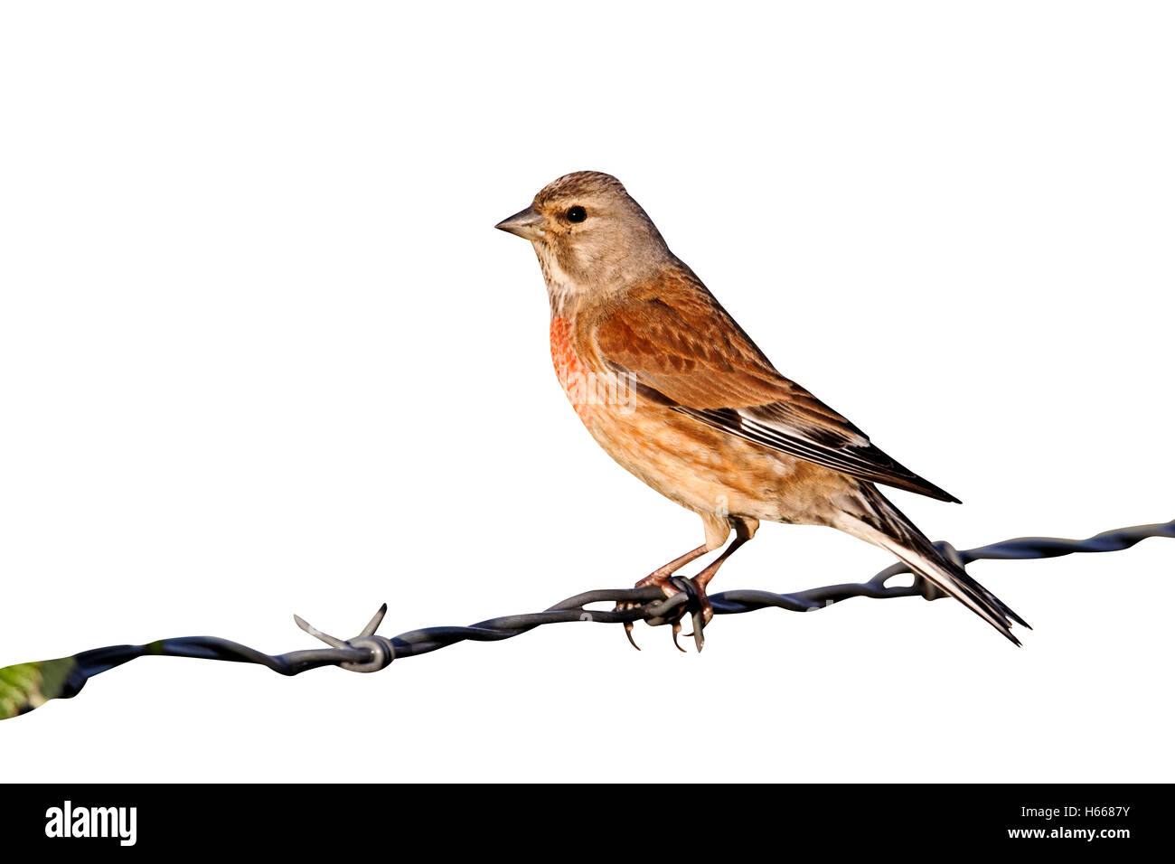 June uk field Cut Out Stock Images & Pictures - Alamy