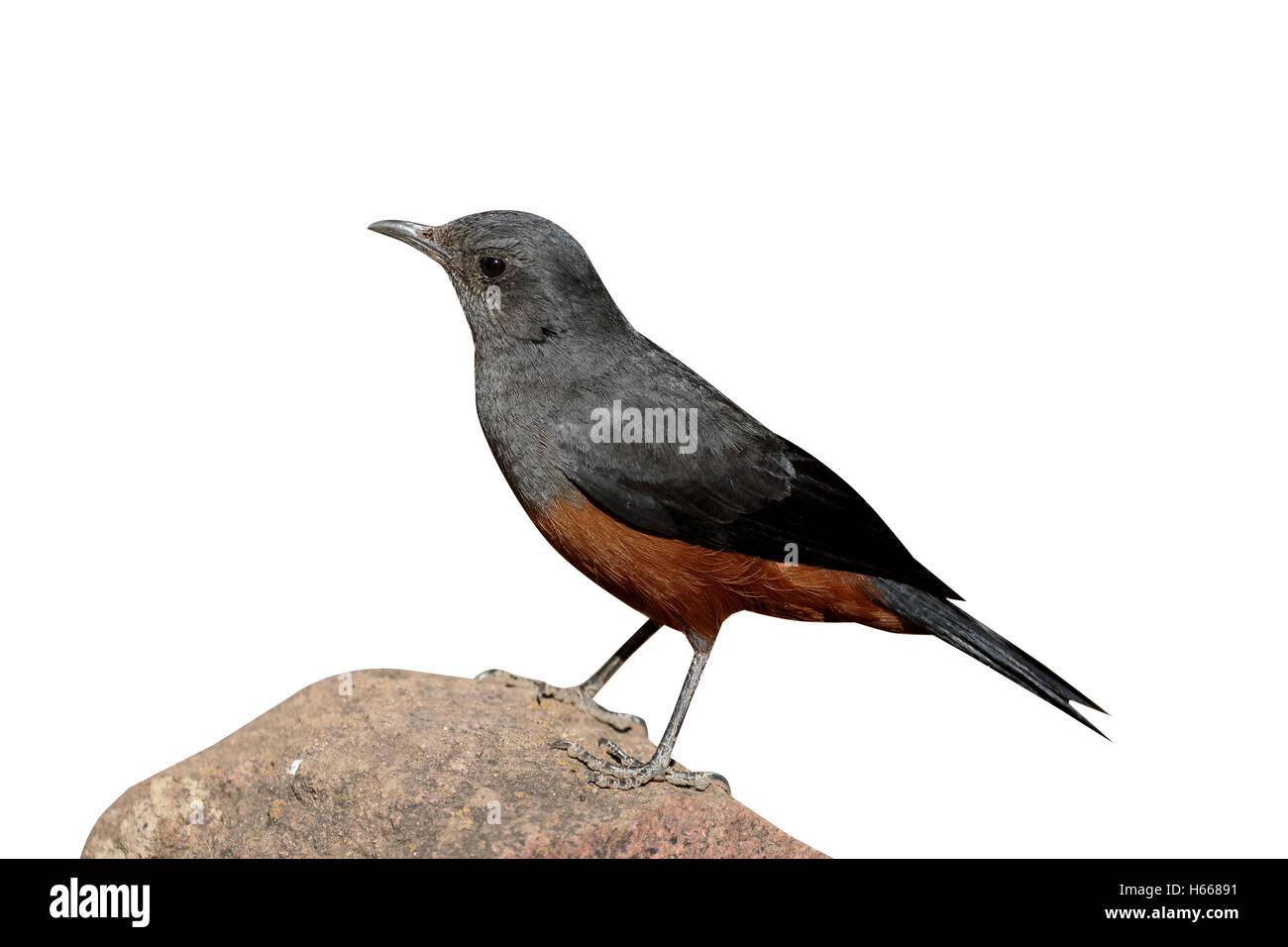 Mocking cliff-chat, Thamnolaea cinnamomeiventris, single bird on branch ...