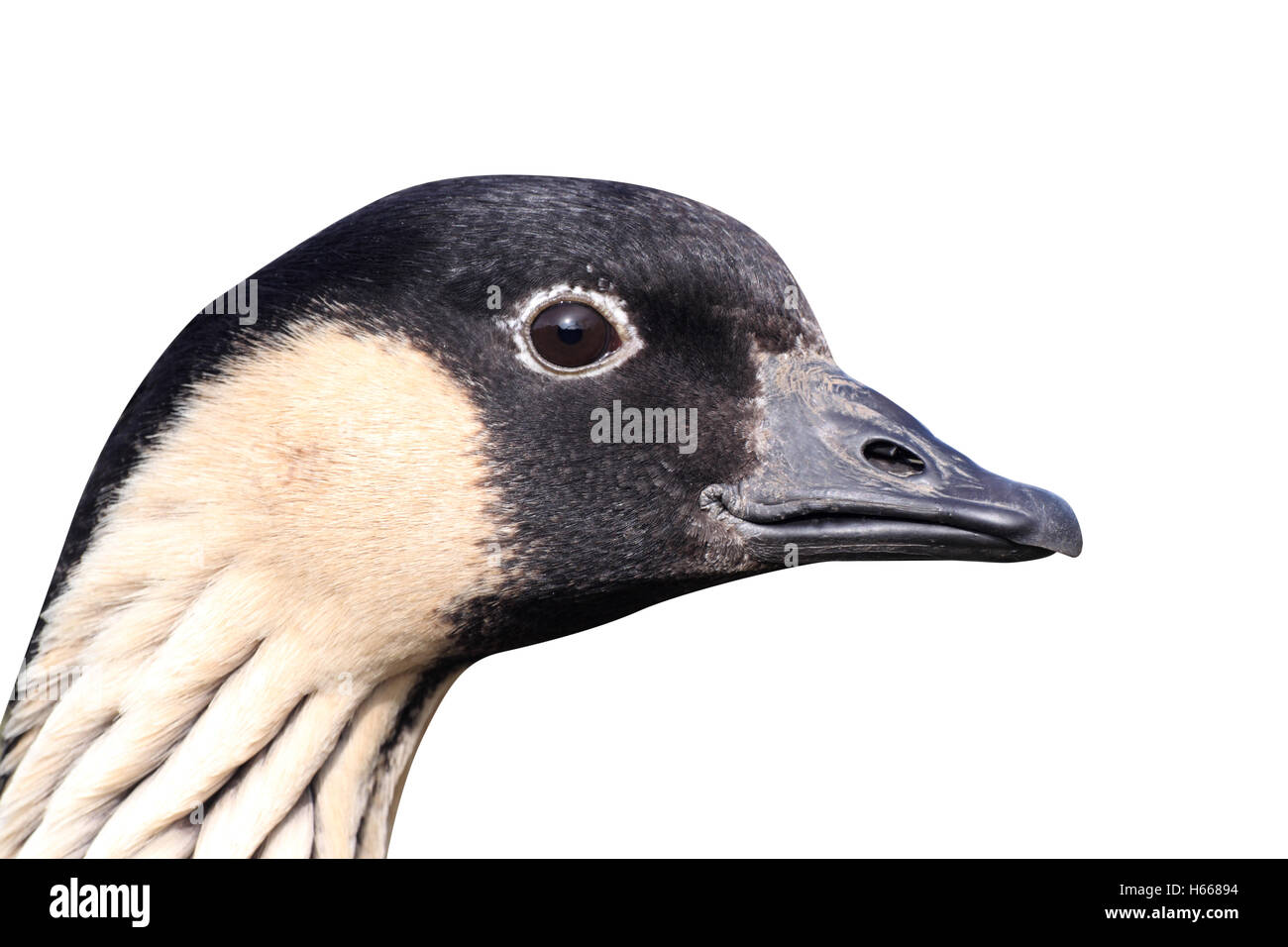 Nene and Hawaiian Goose, Branta sandvicensis, Single bird head shot ...