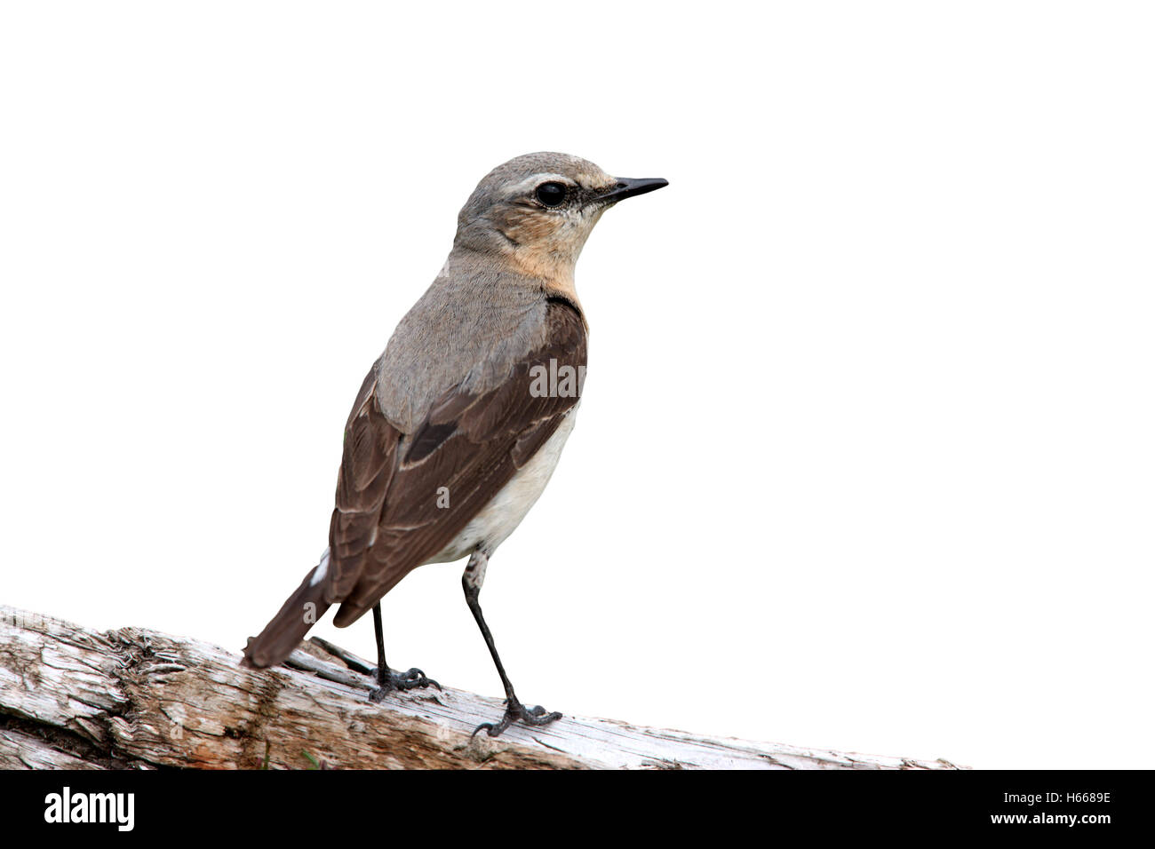 Northern wheatear hi-res stock photography and images - Alamy