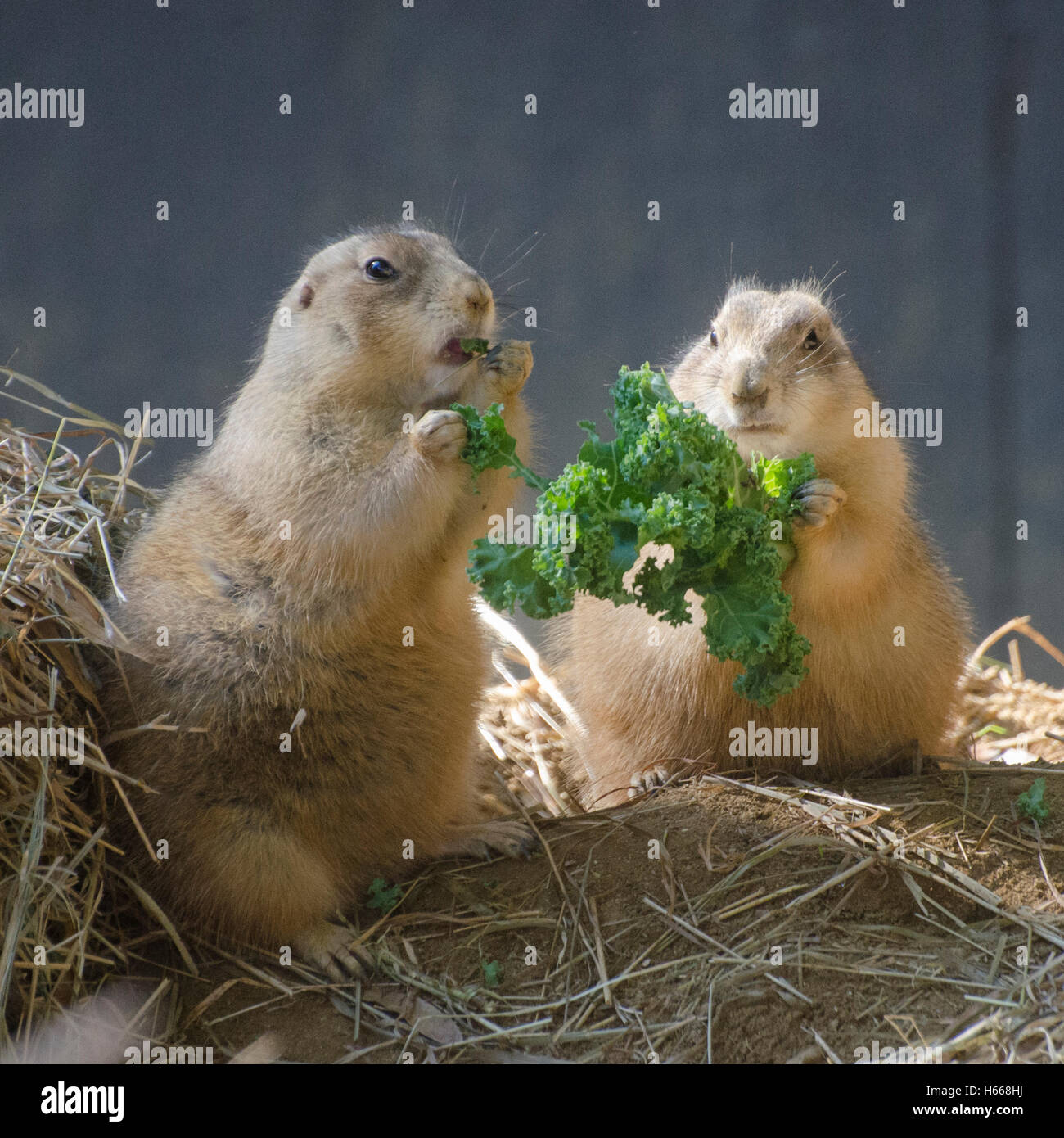 National zoo hi-res stock photography and images - Alamy