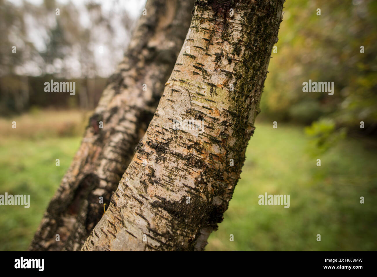 Chevin otley hi-res stock photography and images - Alamy