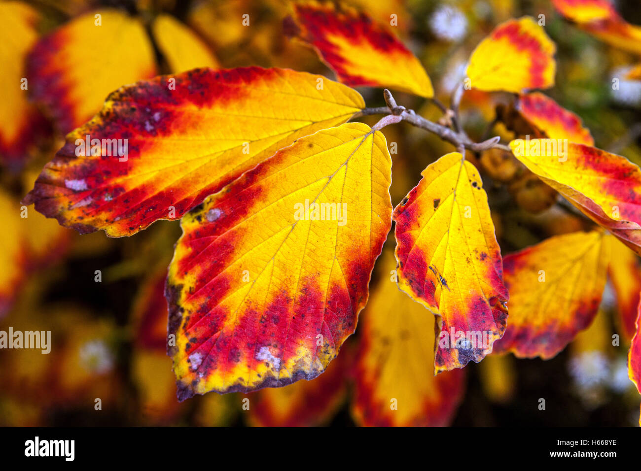 Witch hazel tree leaves Hamamelis x intermedia "Arnold Promise" showing ...