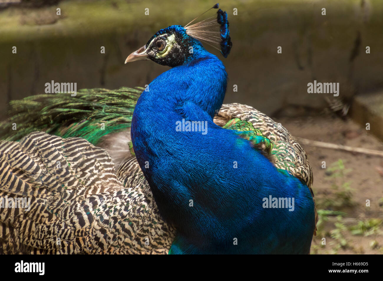 Indian peacock bird closeup portrait shot with vibrant color plumage ...
