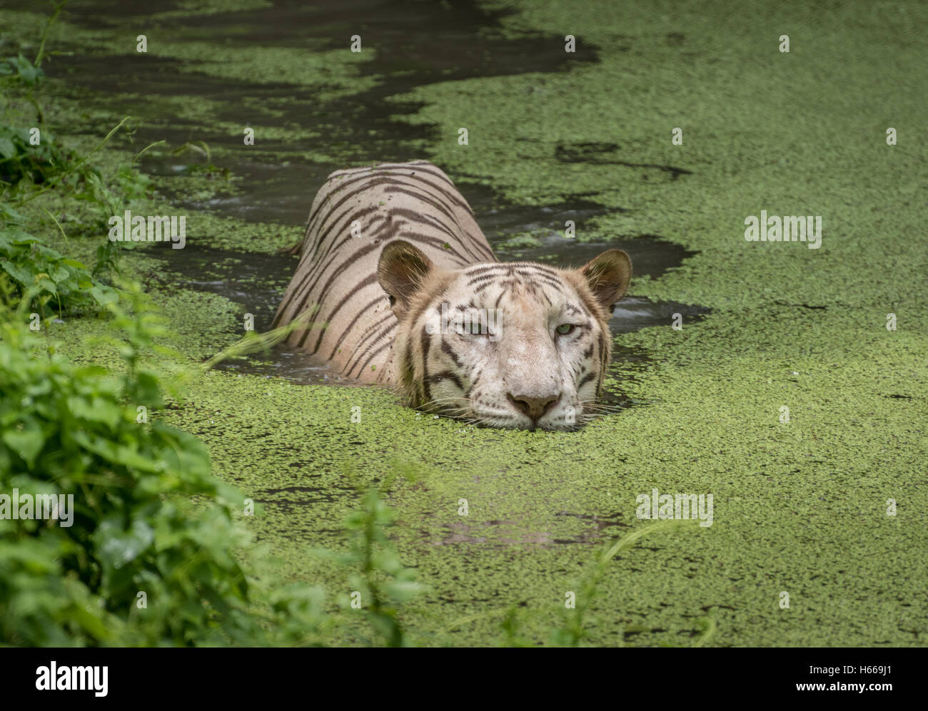 White tiger swims in the water of a marshy swamp. White Bengal tigers ...