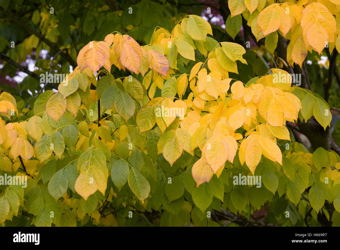 Yellowwood tree hi-res stock photography and images - Alamy