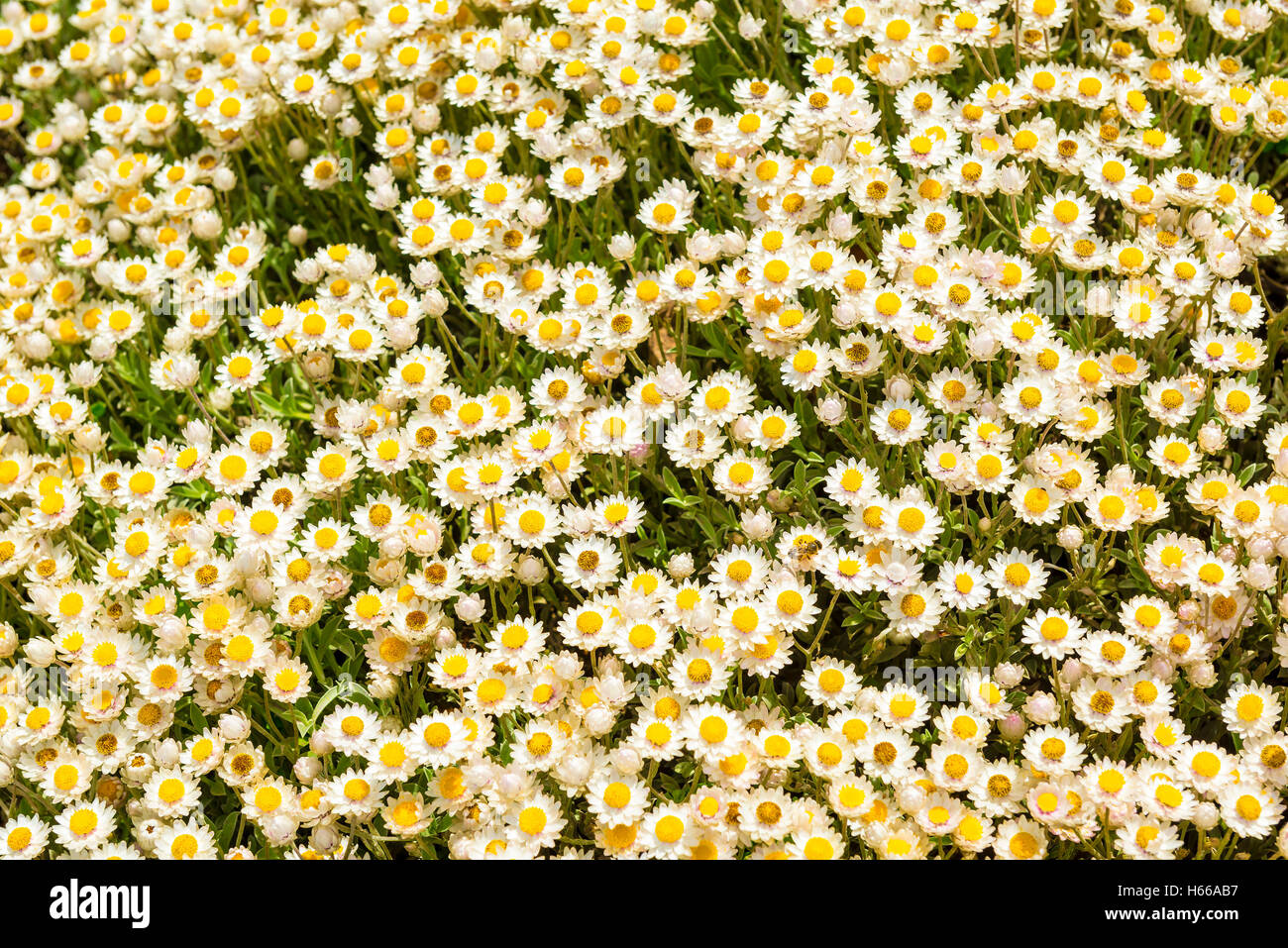 Fynbos flower hi-res stock photography and images - Alamy