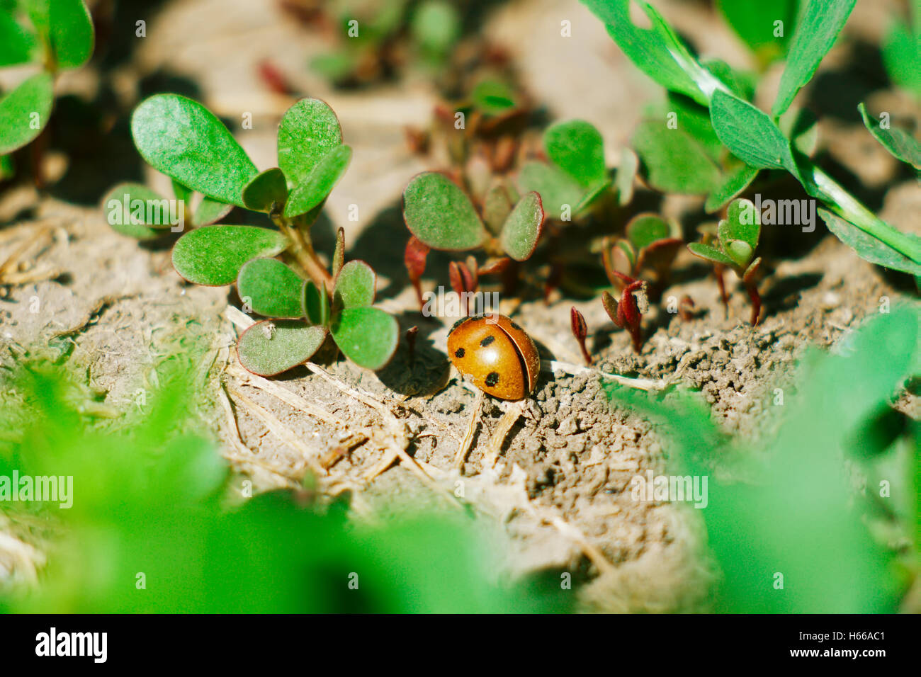 ladybug is lying on the ground among green leaves Stock Photo - Alamy