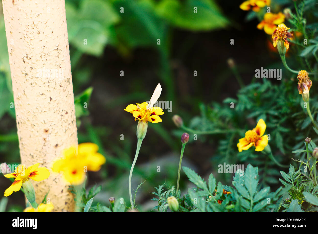Butterfly garden scene hi-res stock photography and images - Alamy