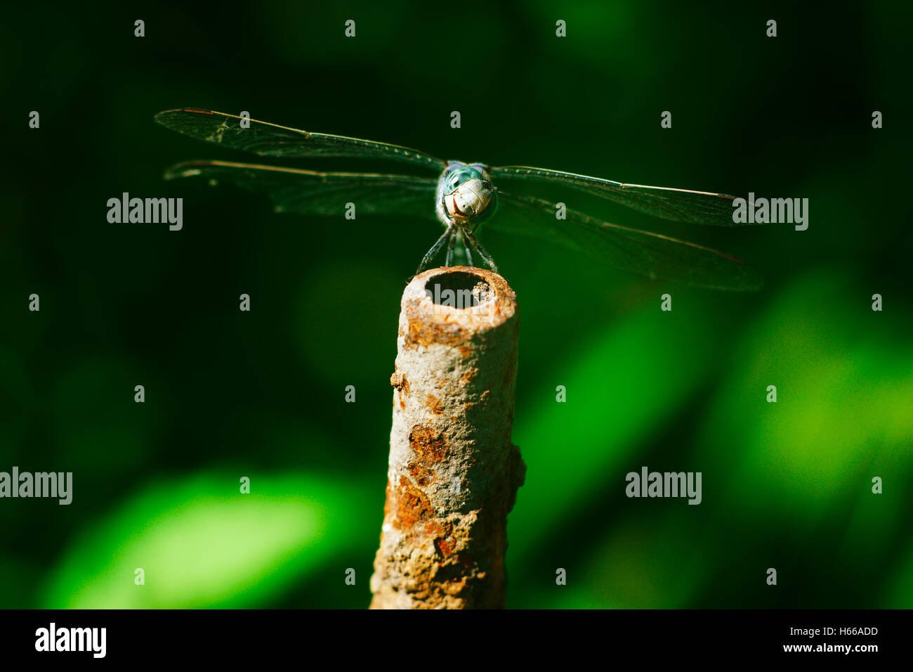 Sweet smile dragonfly Stock Photo - Alamy
