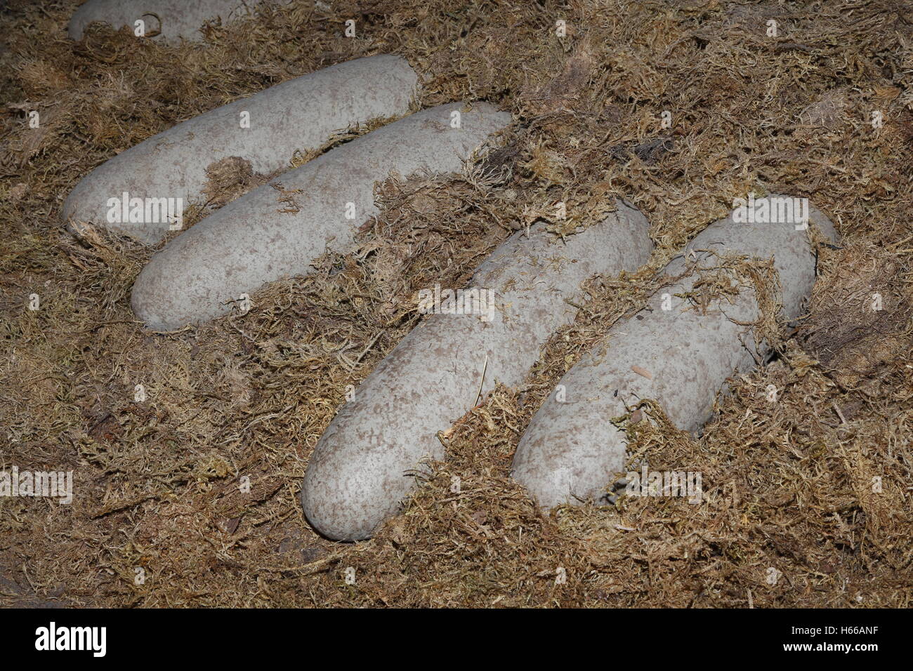 Fossil dinosaur eggs, Macroelongatoolithus egg clutch Stock Photo - Alamy