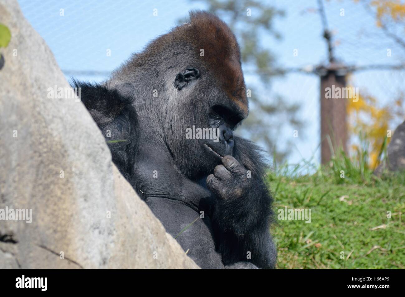 Western Lowland Gorilla Stock Photo - Alamy