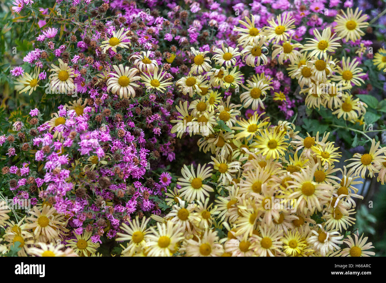 Chrysanthemum Mary Stoker, purple yellow, autumn garden border Aster ...
