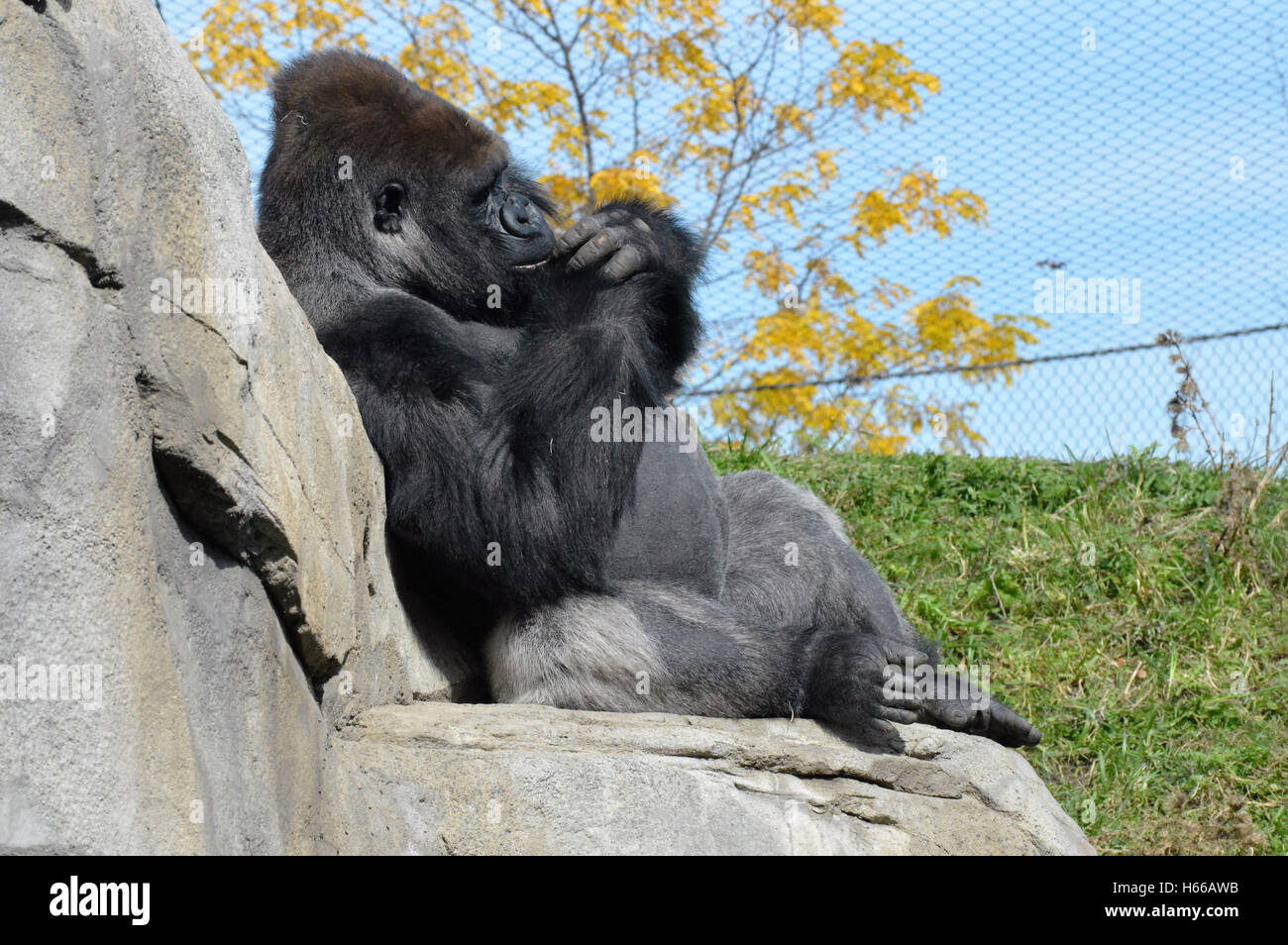 Western Lowland Gorilla Stock Photo - Alamy