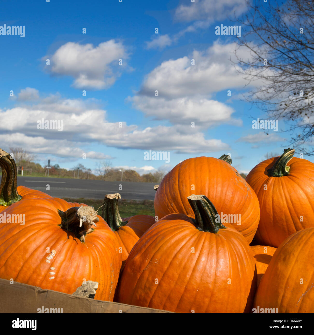 Pile of pumpkins under a beautiful blue autumn sky with clouds Stock ...