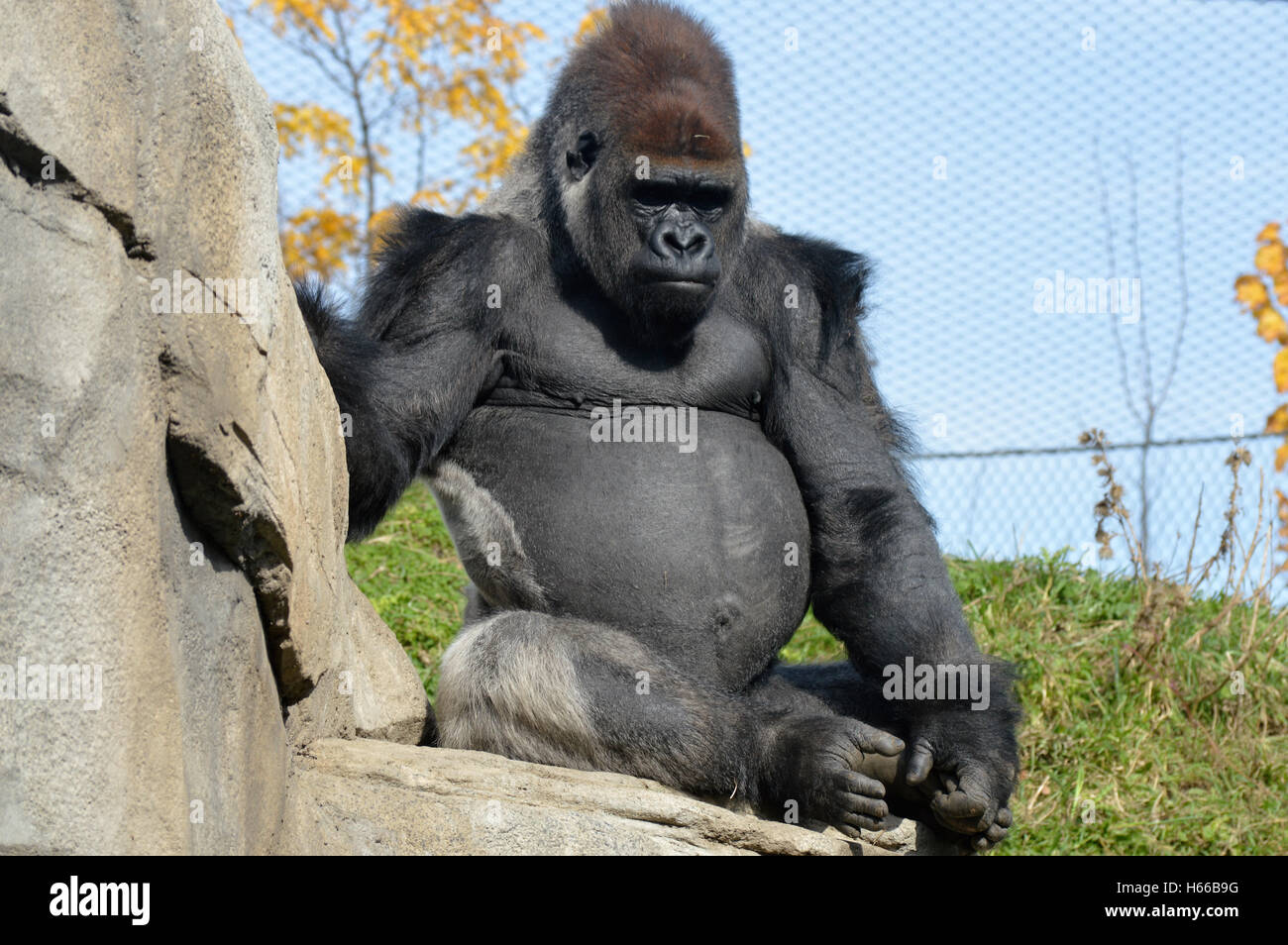 Western Lowland Gorilla Stock Photo - Alamy