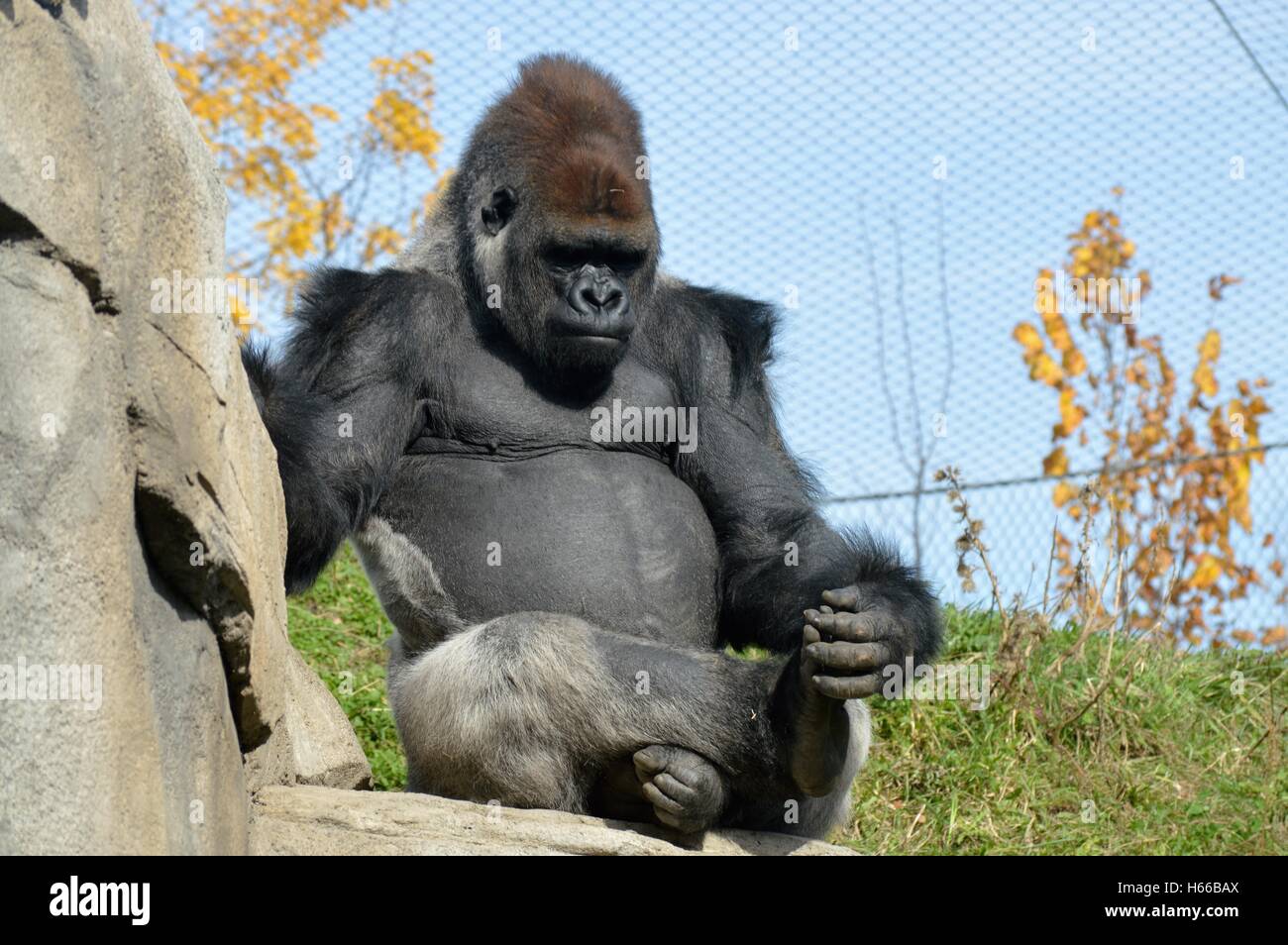 Western Lowland Gorilla Stock Photo - Alamy