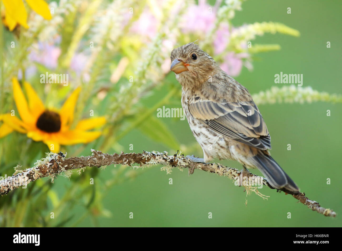 Female house finch hi-res stock photography and images - Alamy