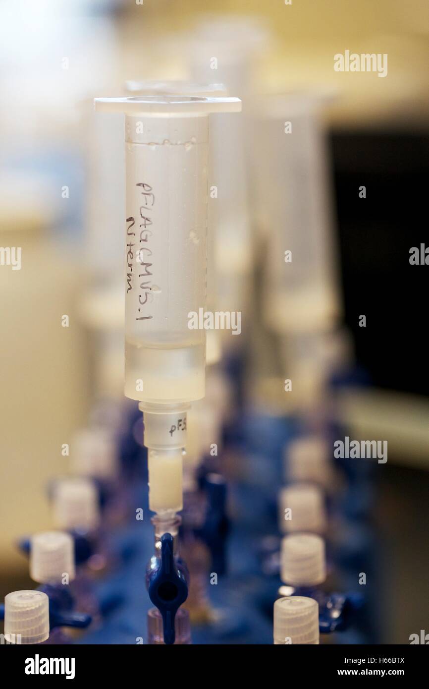 DNA isolation columns attached to vacuum manifold. Columns contain a ...