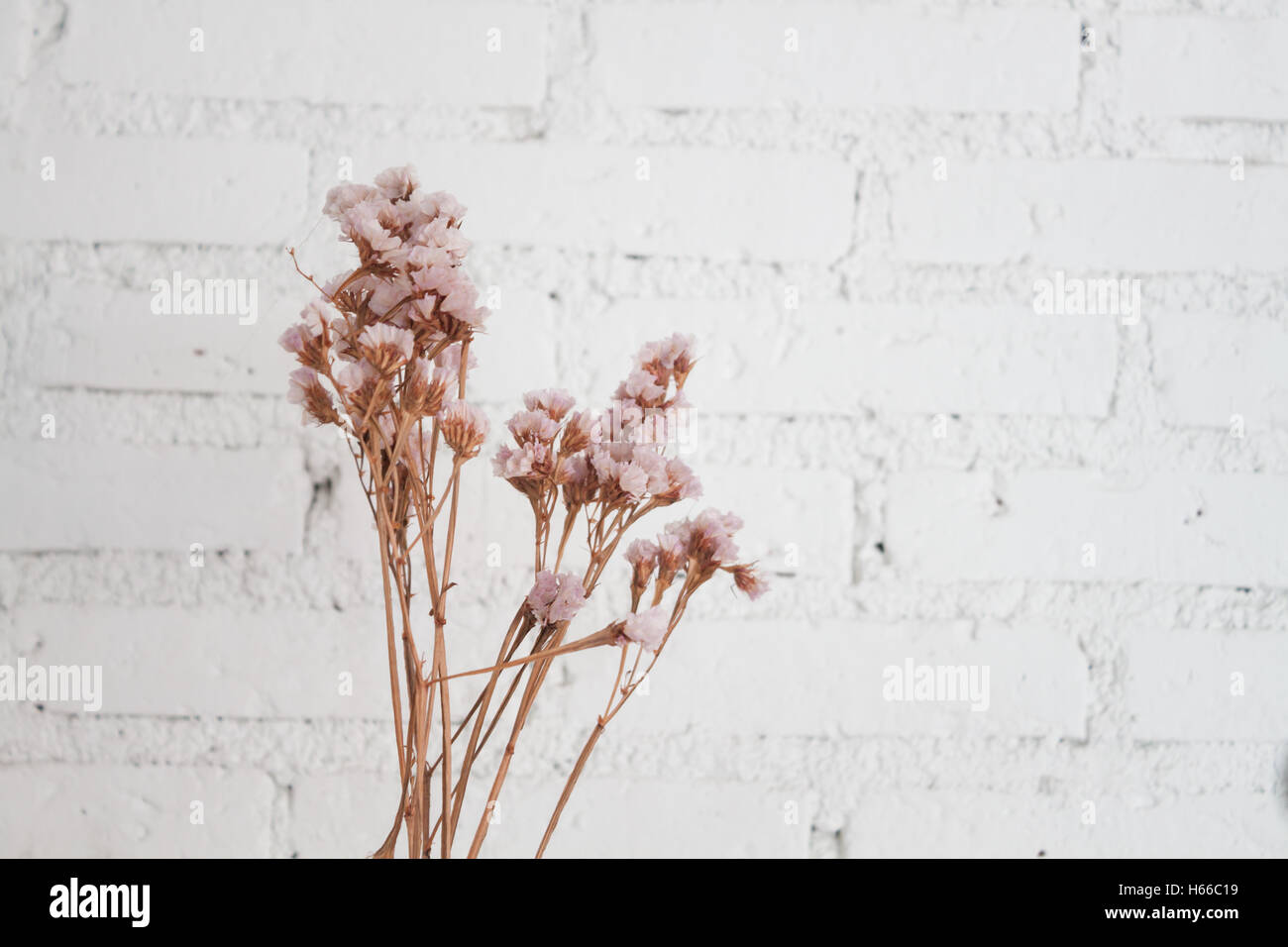 Bouquet of dried flowers with white background, stock photo Stock Photo ...