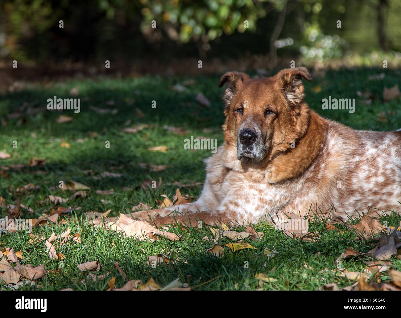 Old big dog hi-res stock photography and images - Alamy