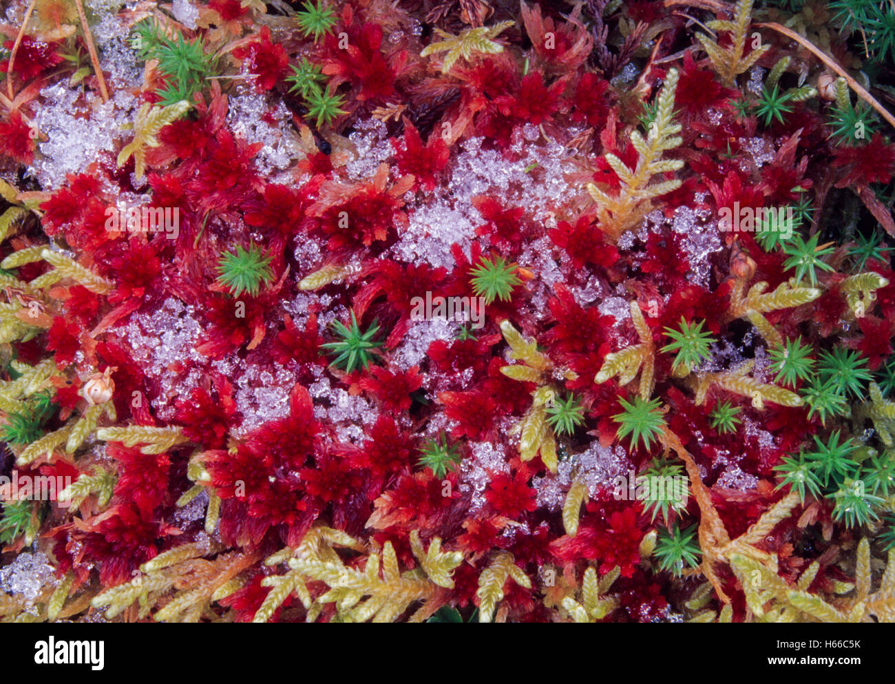 Mountain moss species in winter, County Donegal, Ireland Stock Photo ...