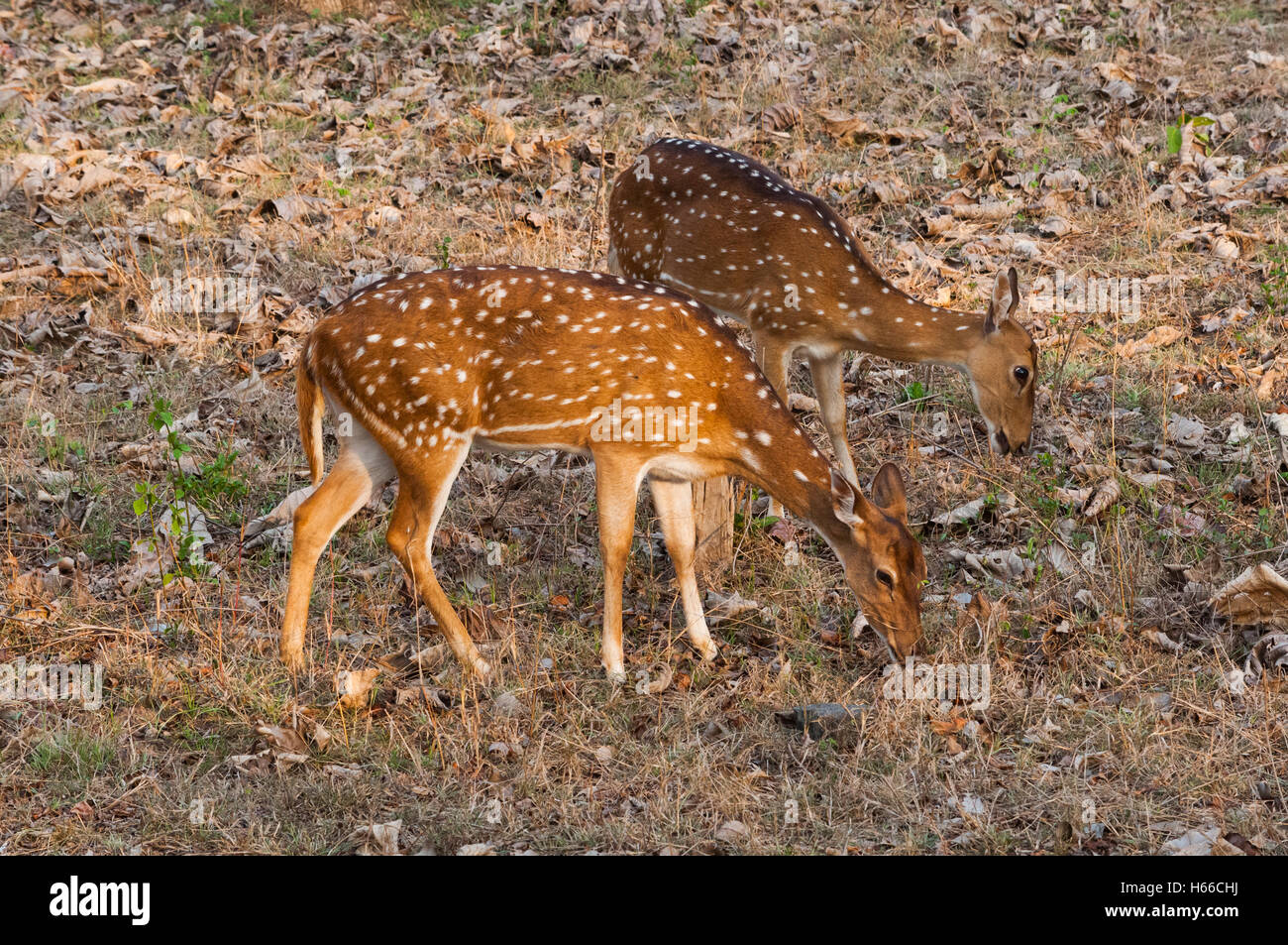 Spotted Deer (Axis axis Stock Photo - Alamy
