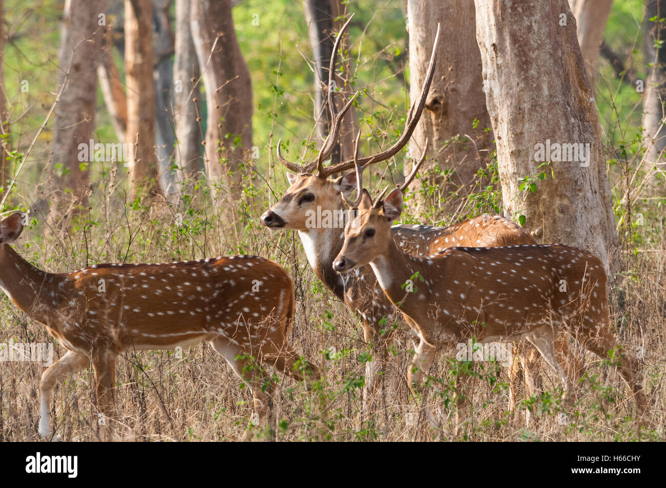 Spotted Deer (Axis axis Stock Photo - Alamy