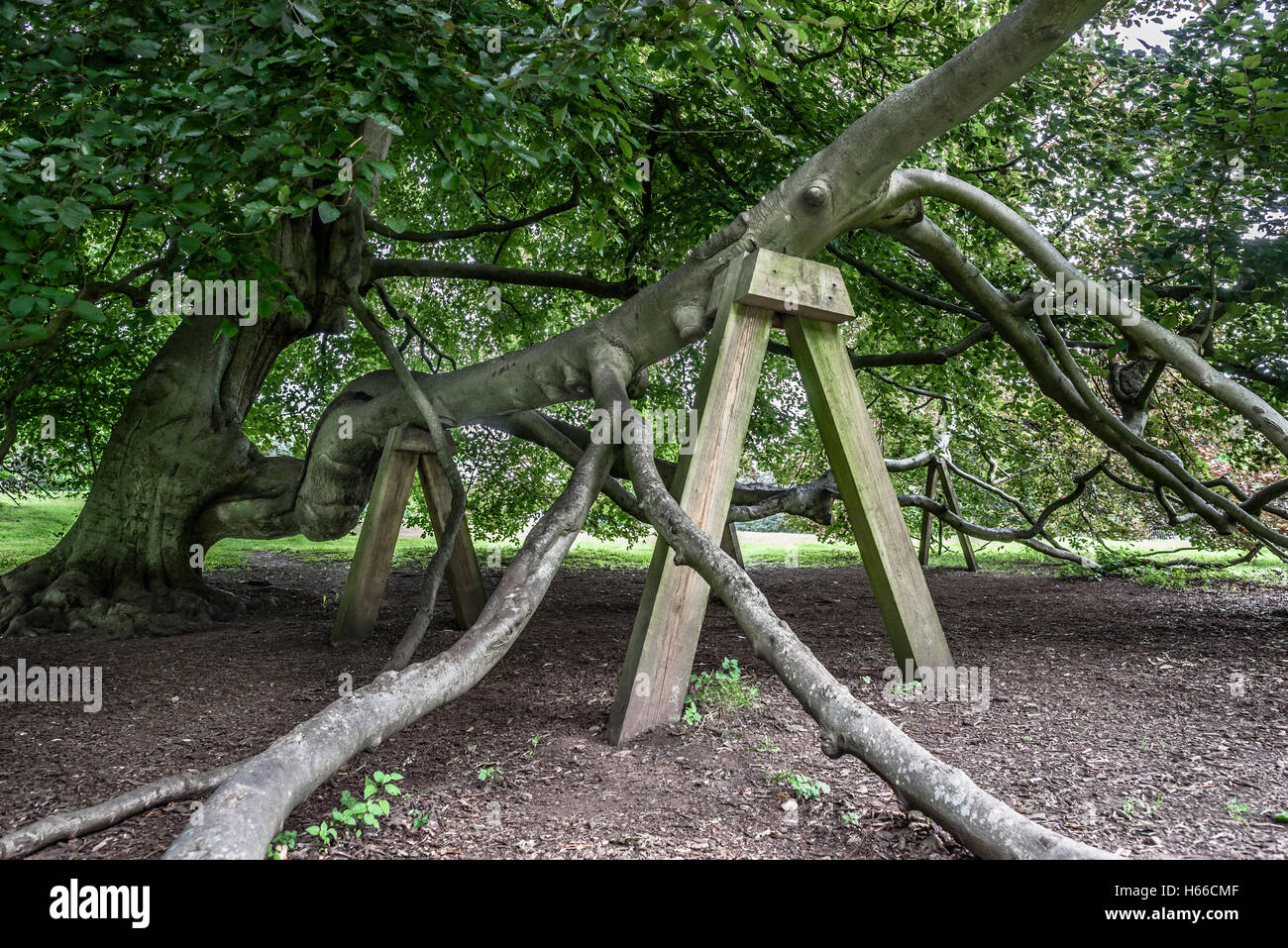 Tree branch support hi-res stock photography and images - Alamy
