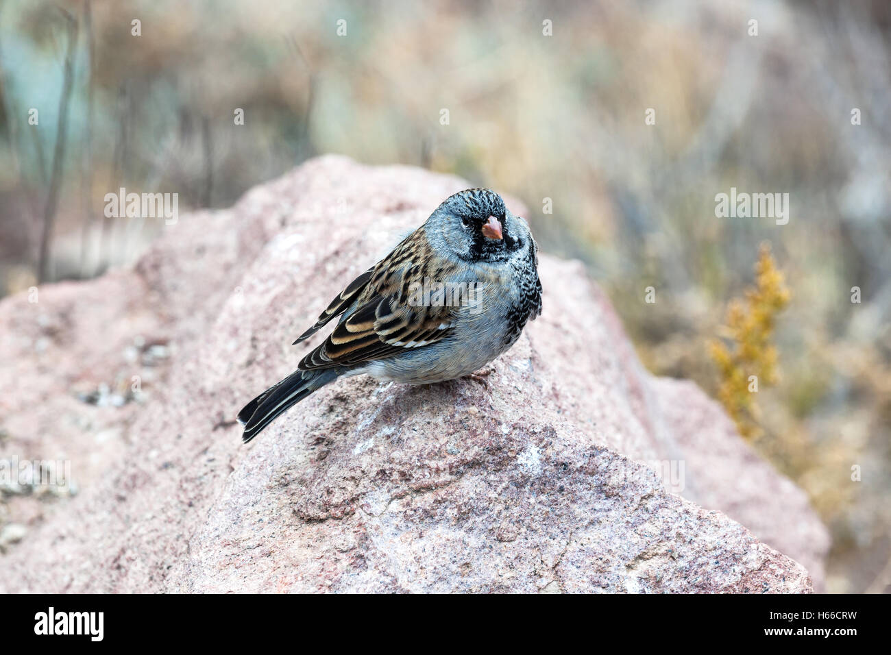 little sparrow sitting on a stone Stock Photo - Alamy