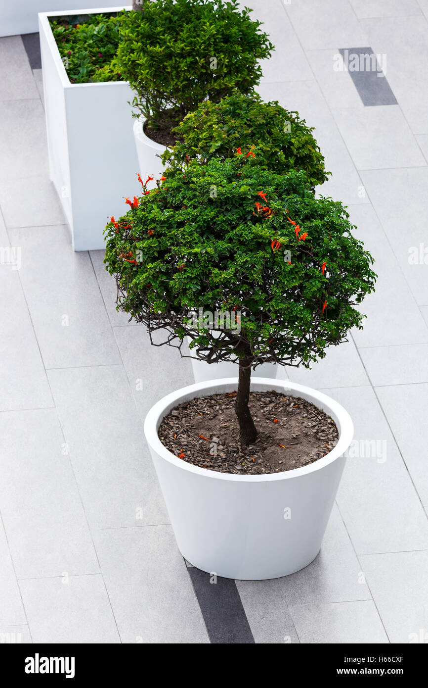 trees with flowers in large pots Stock Photo - Alamy