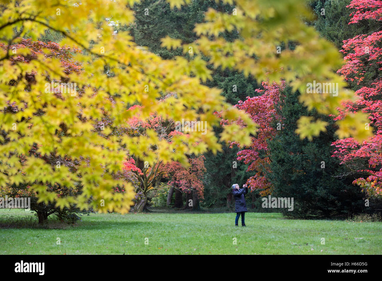 The national Arboretum, Westonbirt, visitors stroll through the trees in their rich autumn ...