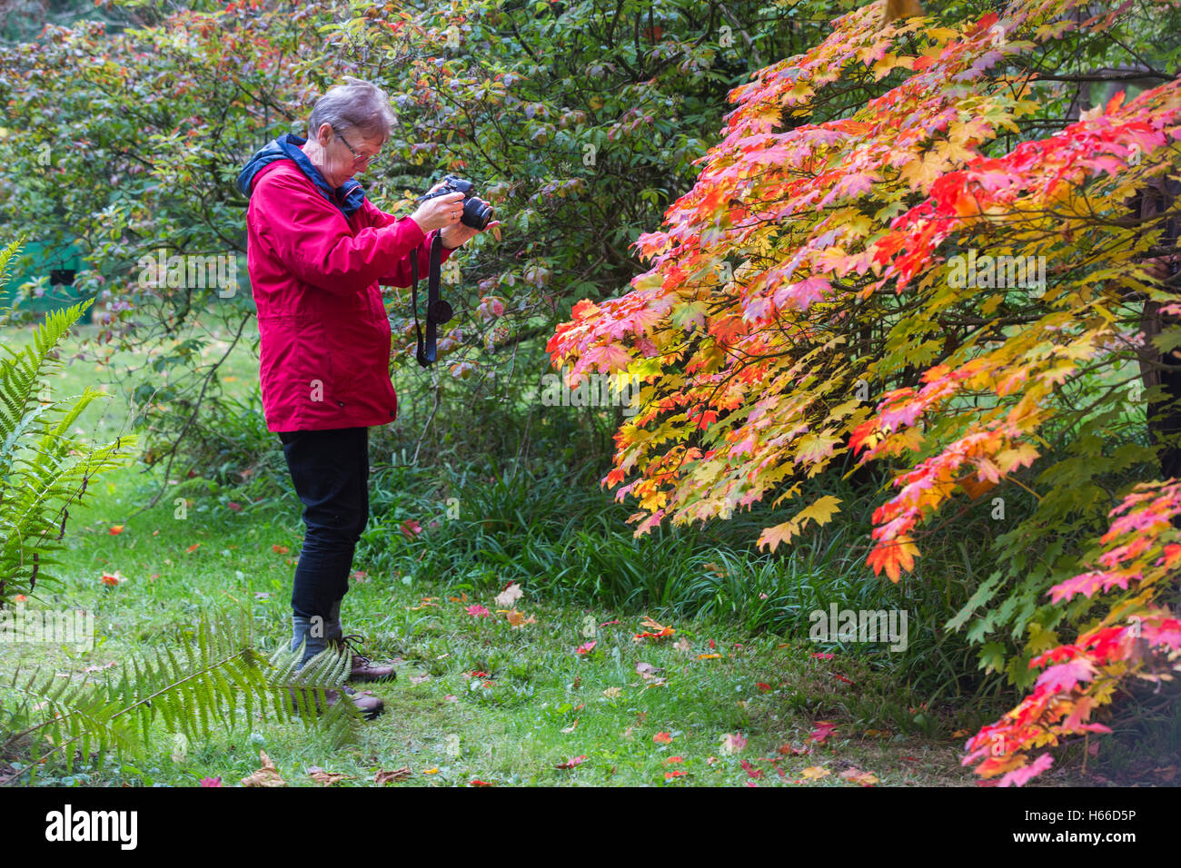 The national Arboretum, Westonbirt, visitors stroll through the trees ...