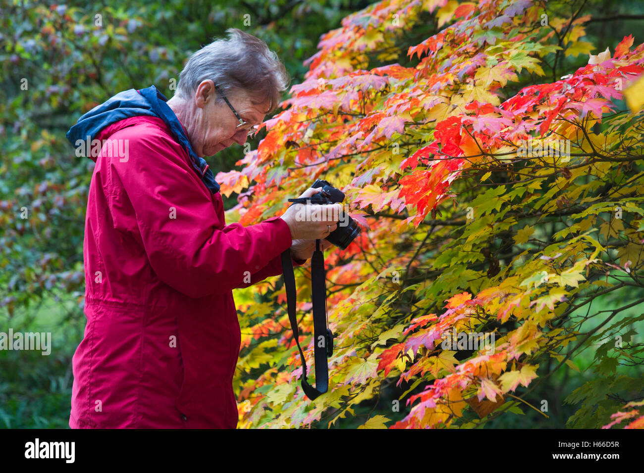 The national Arboretum, Westonbirt, visitors stroll through the trees ...