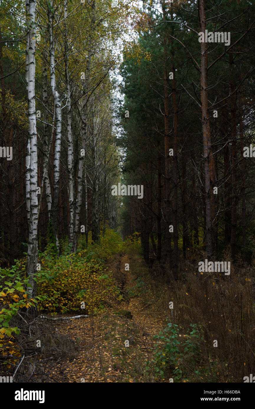 Autumn in the forest. Birch and pine trees planted in rows. Forest ...