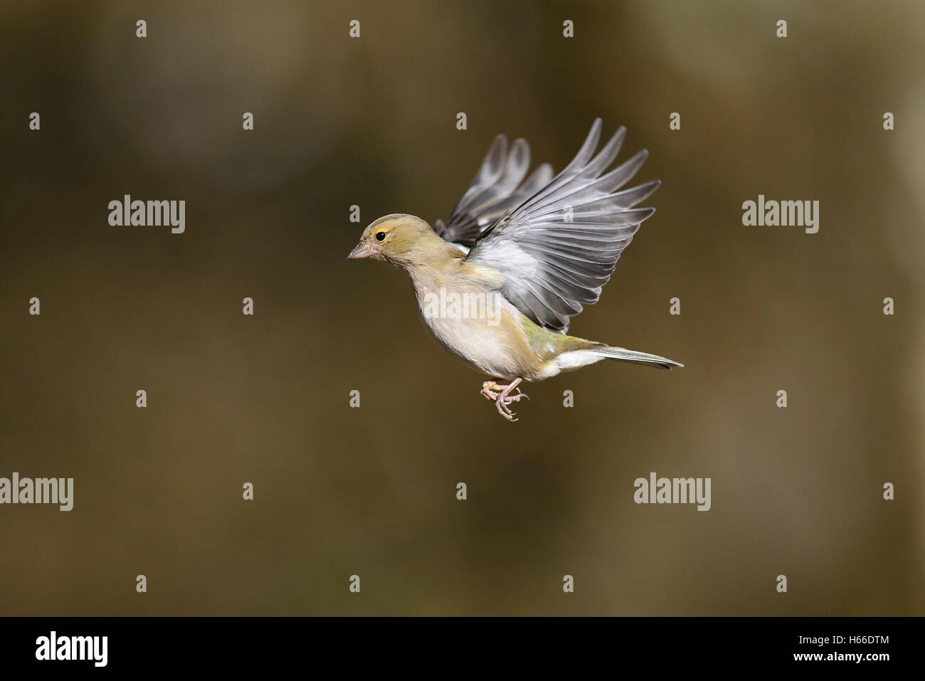 Flight garden hi-res stock photography and images - Alamy
