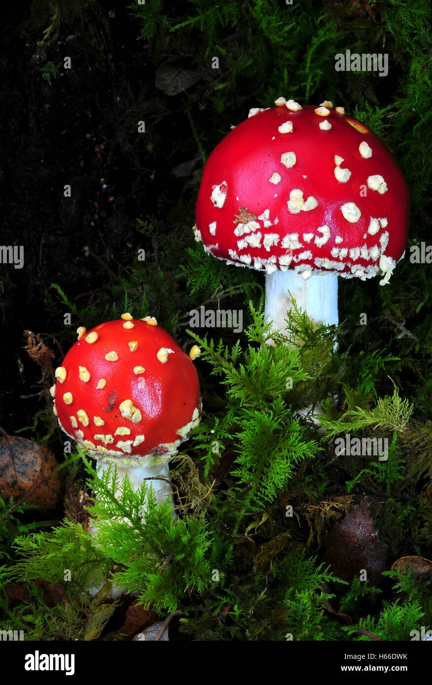 Fly agaric toadstools Stock Photo - Alamy