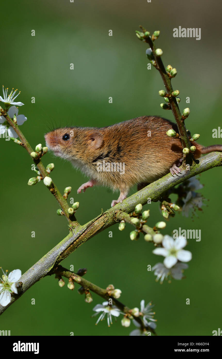 Acrobatic mouse hi-res stock photography and images - Alamy