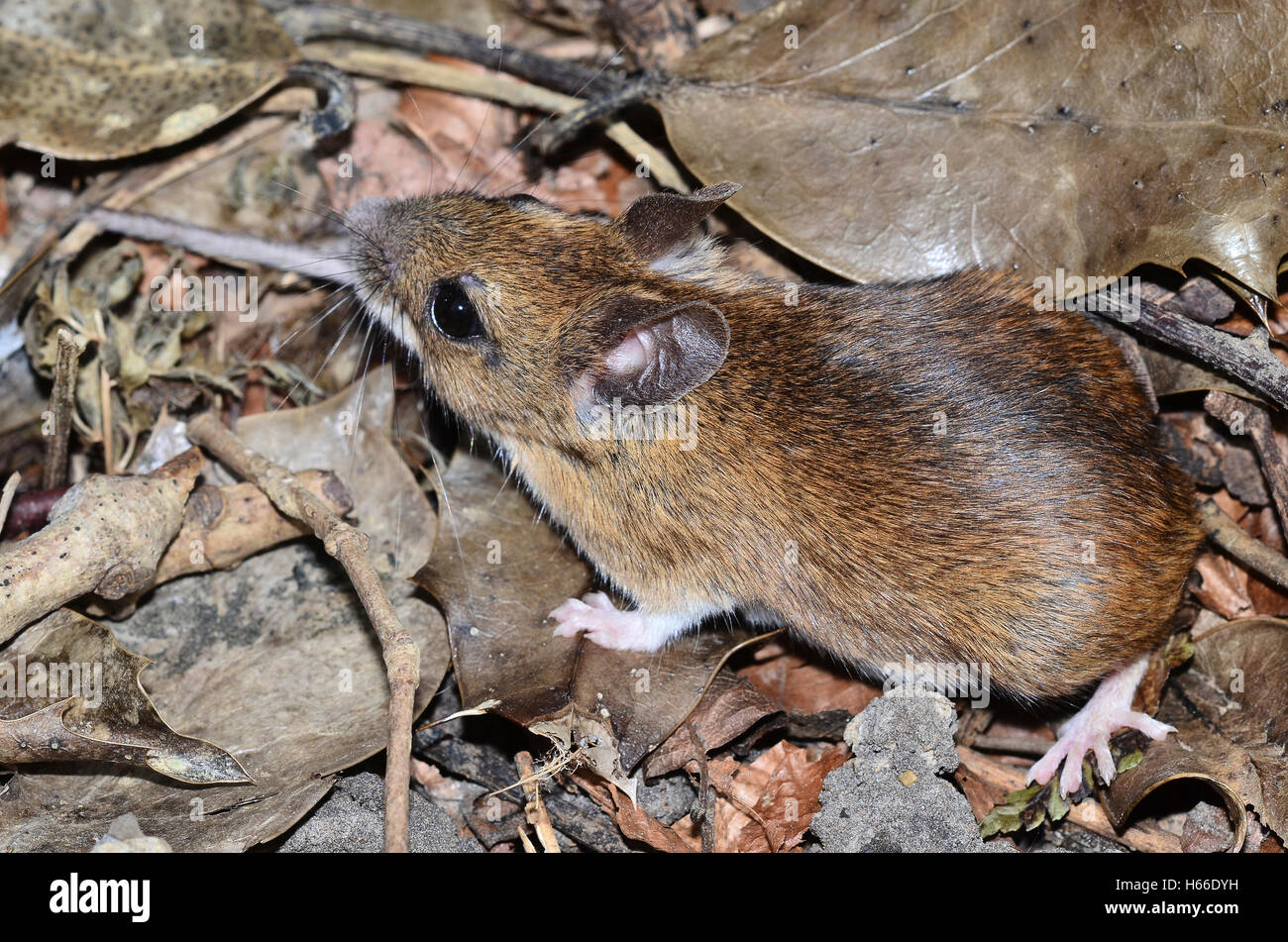 wood mouse apodemus sylvaticus Stock Photo - Alamy