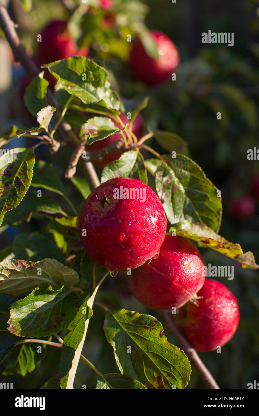 Deep red, juicy looking apples on a tree in an orchard in the UK Stock ...
