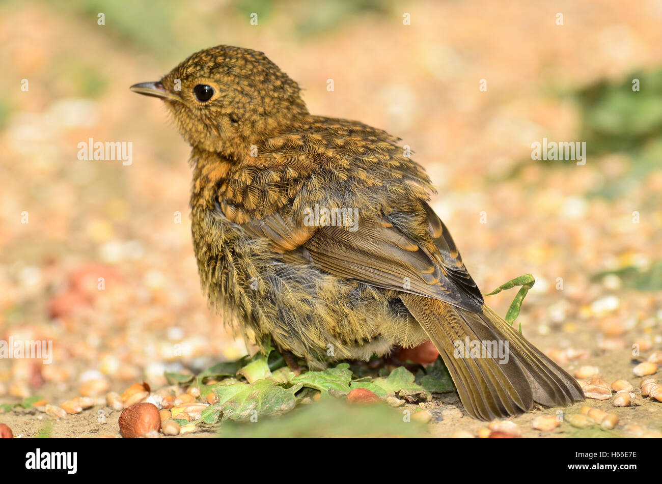 Friendly robins hi-res stock photography and images - Alamy