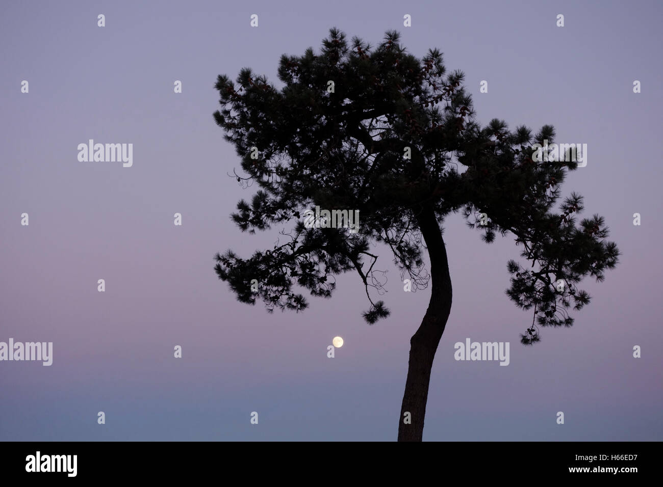 Moonrise night nighttime hi-res stock photography and images - Alamy