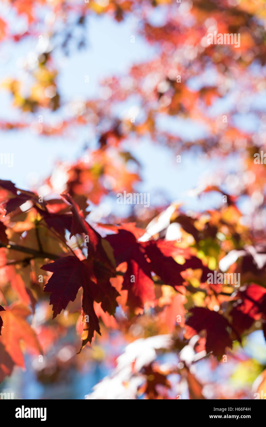 View of maple leaves Stock Photo - Alamy