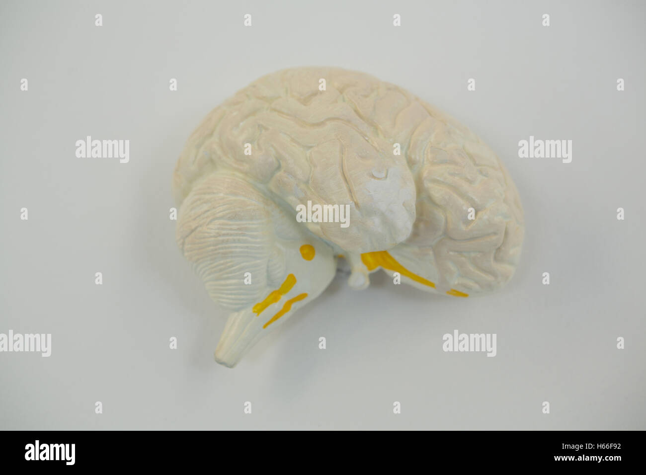 Cerebral cortex human brain hi-res stock photography and images - Alamy